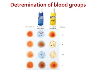 Blood groups | PPTX