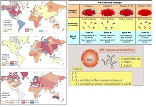 BLOOD GROUPS.pptx