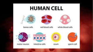 Blood groups (Antigen,Antibodies,Agglutination, compatibility Rh factor ...