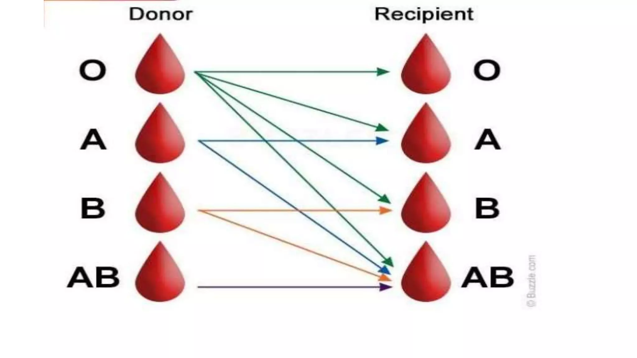 BLOOD GROUPS AND BLOOD TRANSFUSIONS.pptx