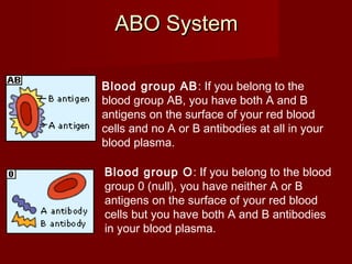 Blood Types: Main Groups, Most Common, And Rarest, 41% OFF