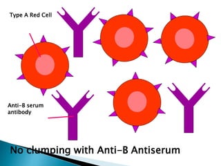 Blood groups for ss | PPT