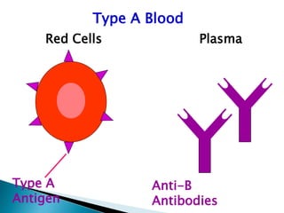 Blood groups for ss | PPT