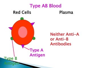 Blood groups for ss | PPT