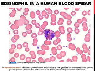 BLOOD HISTOLOGY monocytes leukocytes PMNs | PPTX