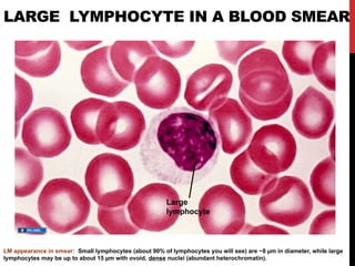 BLOOD HISTOLOGY monocytes leukocytes PMNs | PPTX