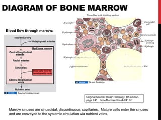 BLOOD HISTOLOGY monocytes leukocytes PMNs | PPTX