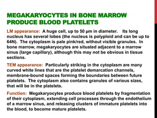 BLOOD HISTOLOGY monocytes leukocytes PMNs | PPTX