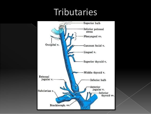 Jugular Bulb Anatomy A Rare Case Of Jugular Bulb Diverticulum