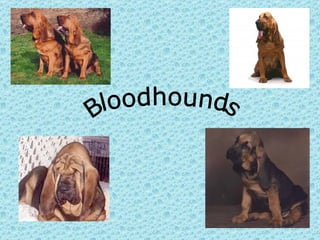 bloodhounds | PPT