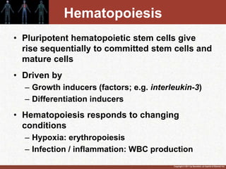 Blood I.pptx | Blood Disorders | Diseases and Conditions