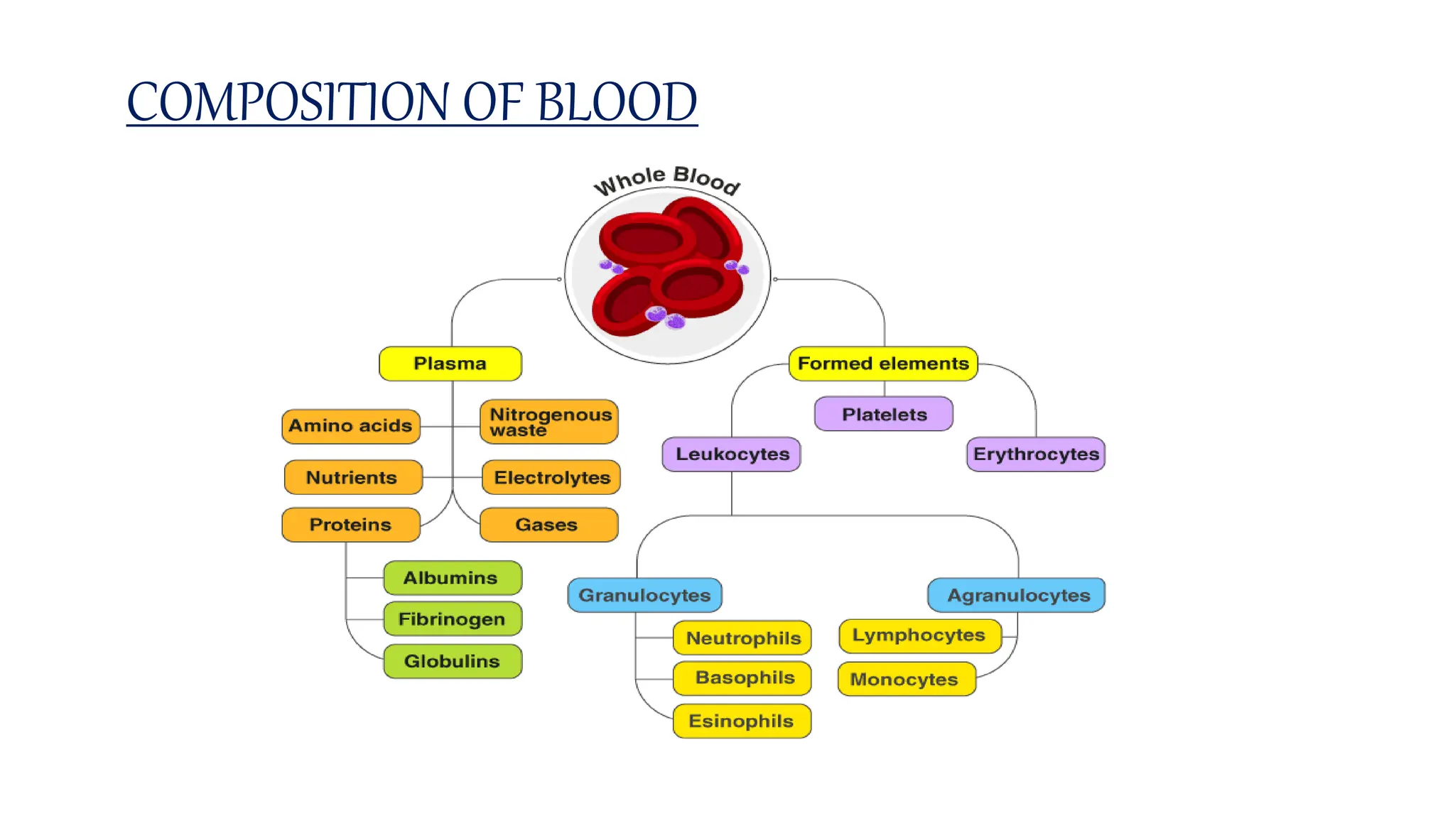 BLOOD & ITS COMPOSITION. DMLT MEDICAL LABORATORY TECHNOLOGY pptx | PPTX