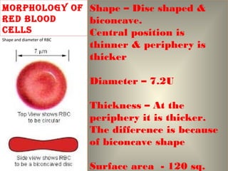 Blood its composition and funtions | PPT