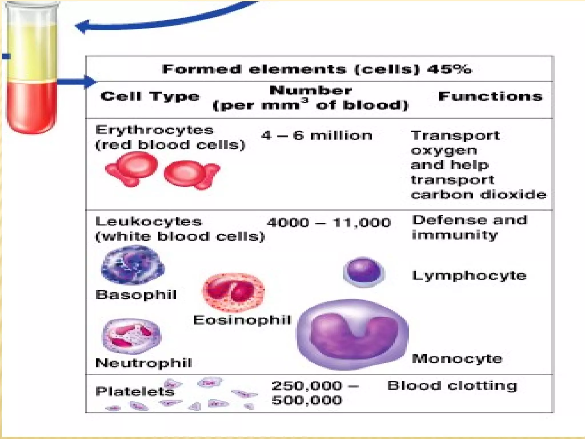 Blood & its functions | PPT