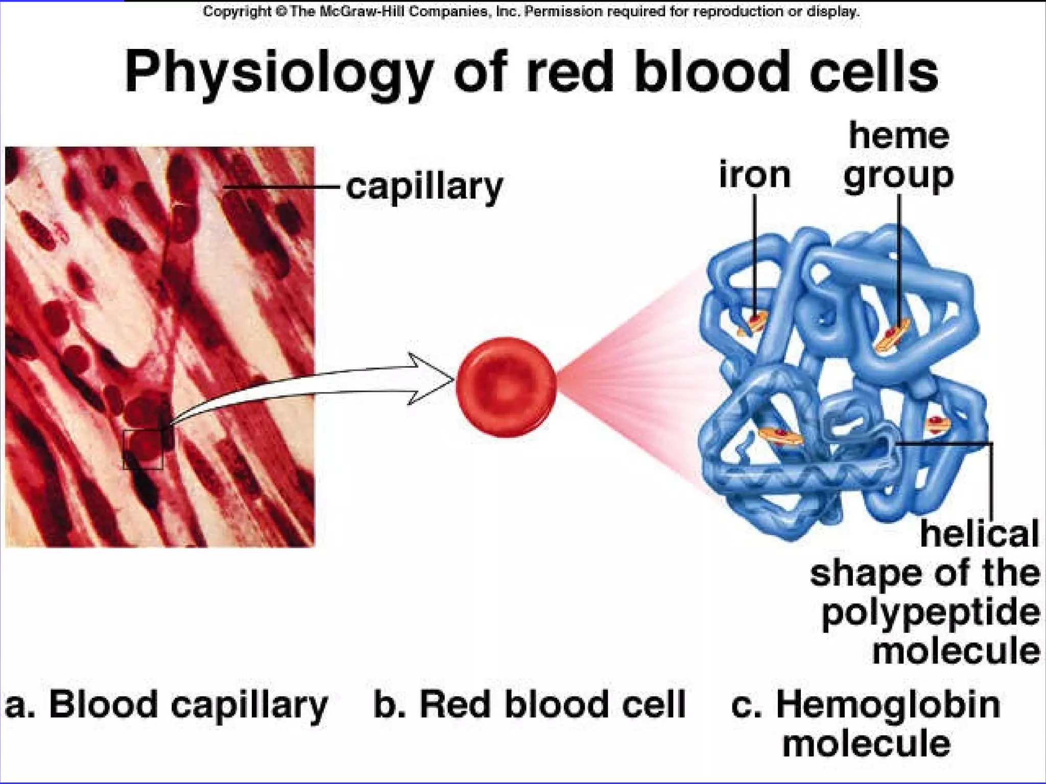 Blood & its functions | PPT