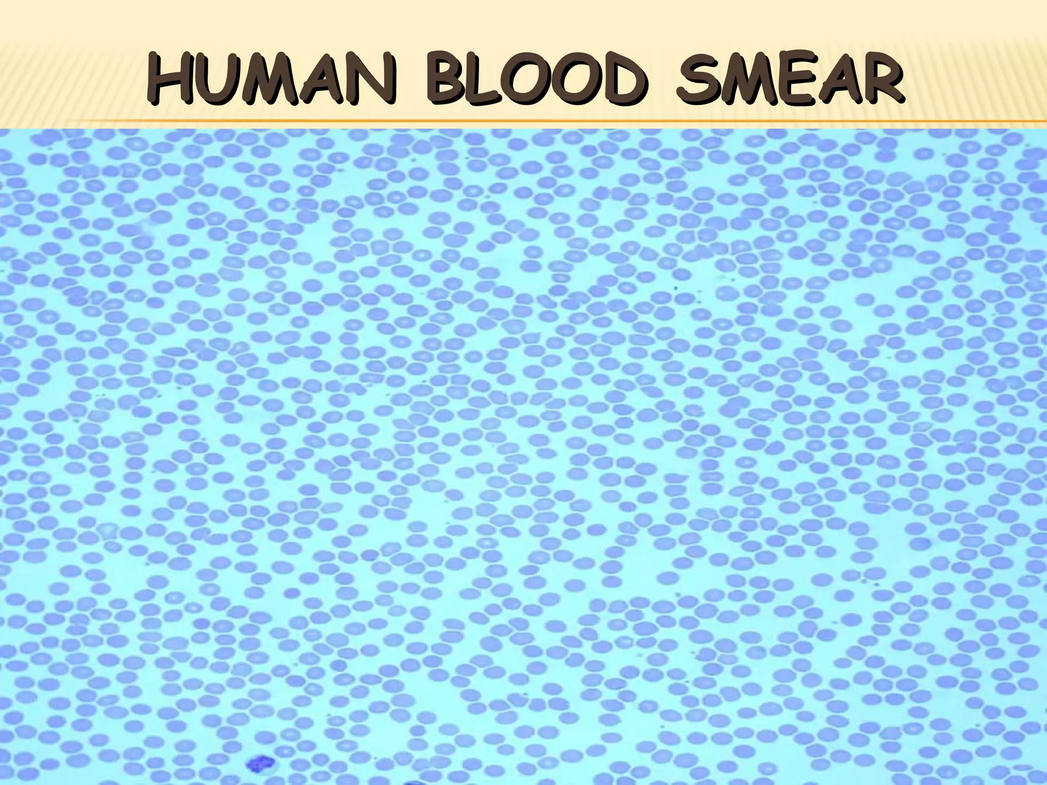Blood & its functions | PPT