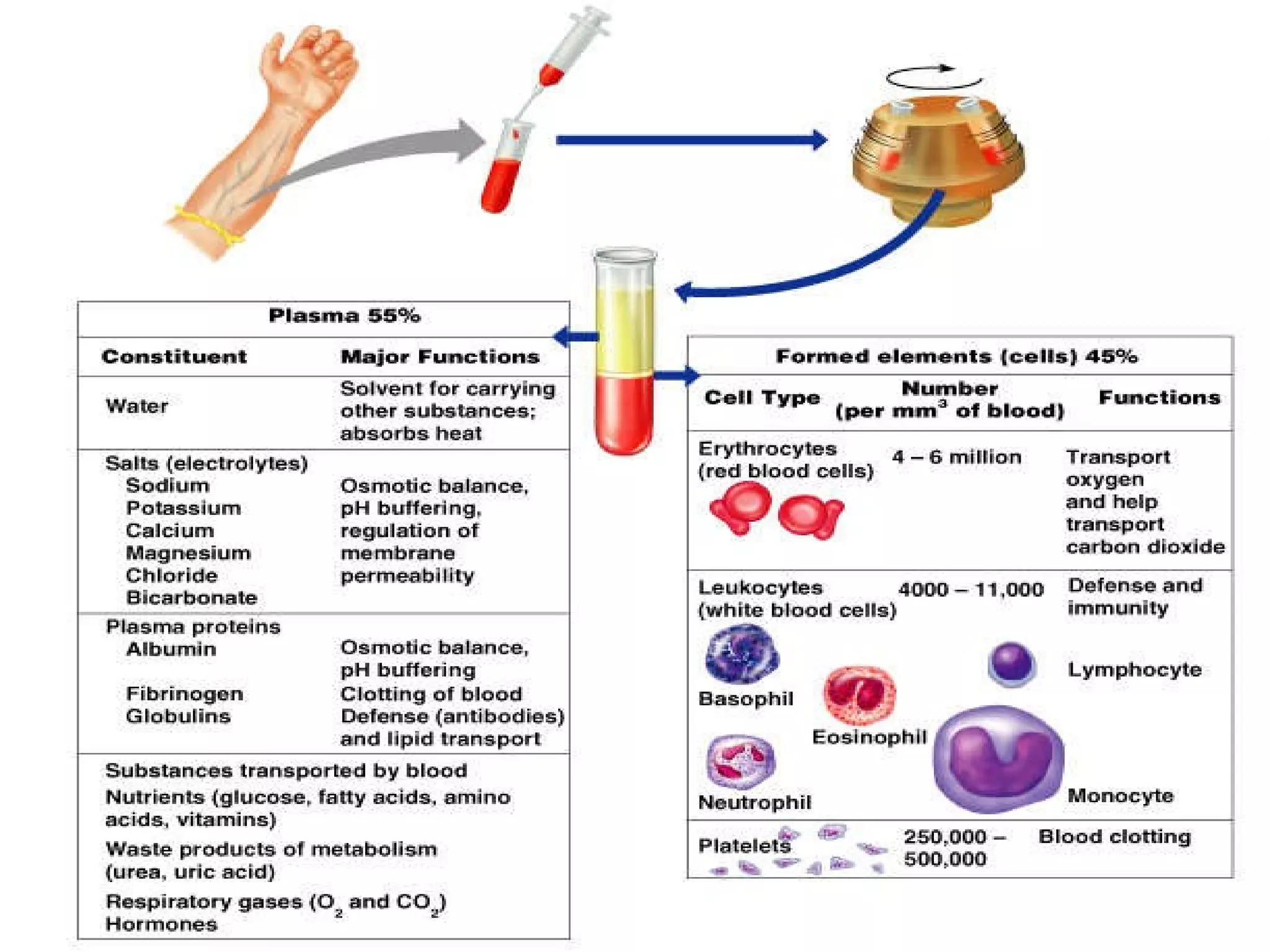 Blood & its functions | PPT
