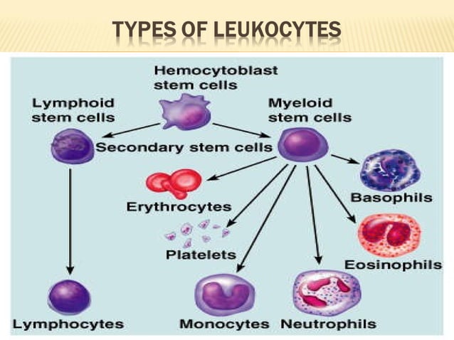Blood & its functions | PPT
