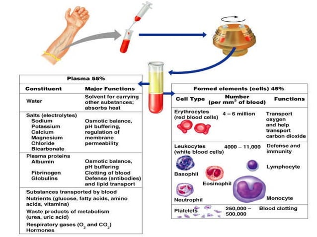 Blood & its functions | PPT