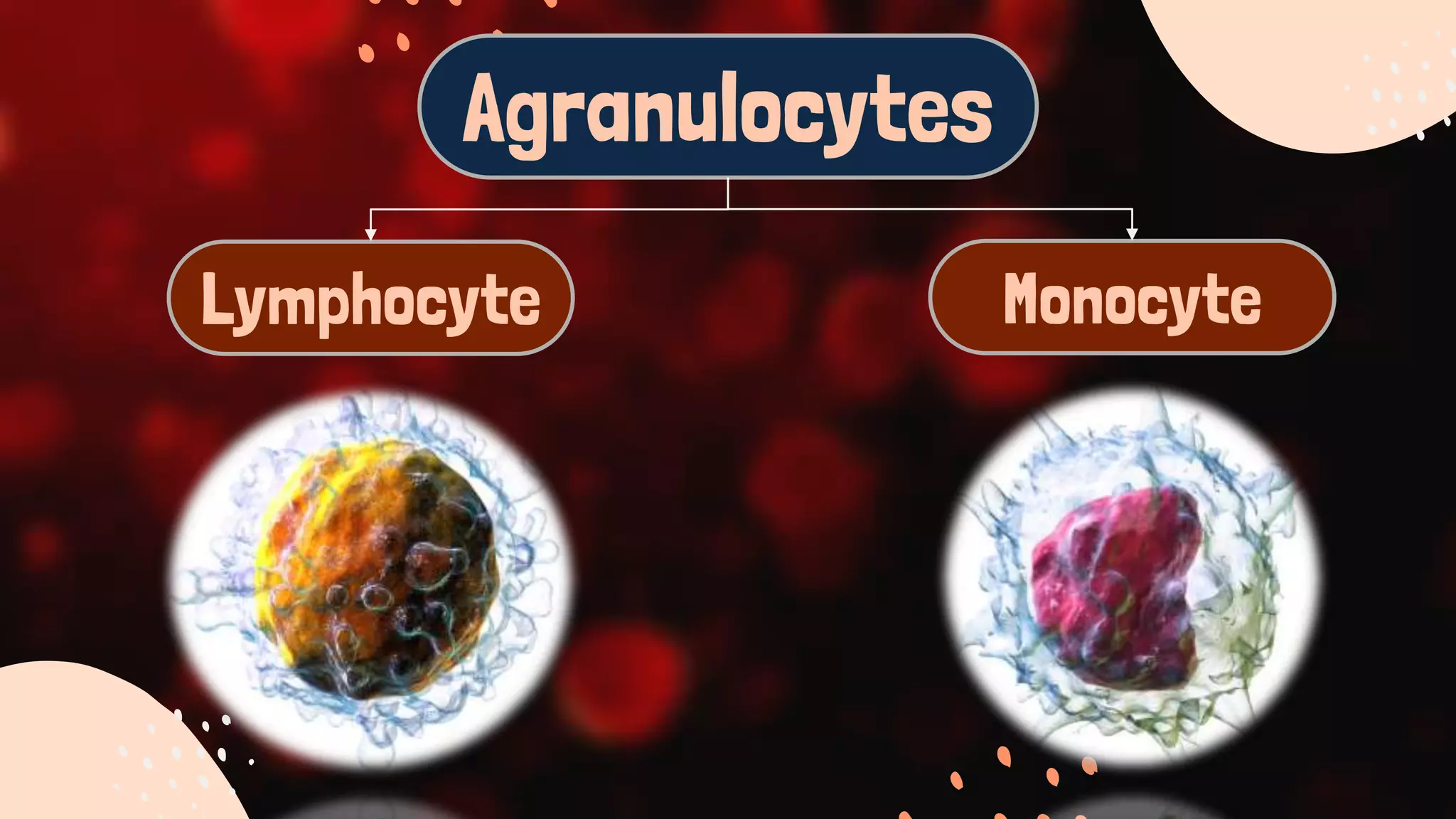 Blood its functions composition and Haemopoiesis.pptx