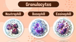 Blood its functions composition and Haemopoiesis.pptx