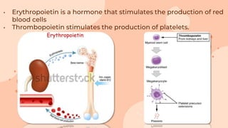 Blood its functions composition and Haemopoiesis.pptx | Blood Disorders ...