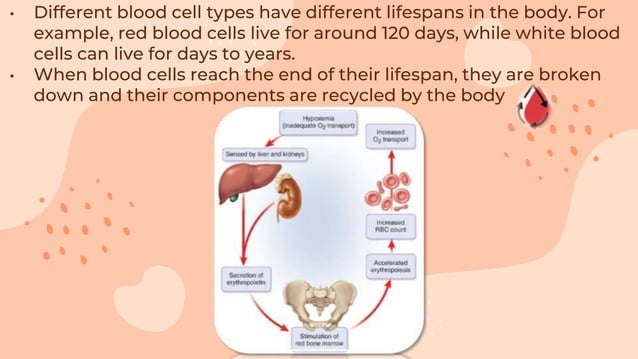 Blood its functions composition and Haemopoiesis.pptx | Blood Disorders ...