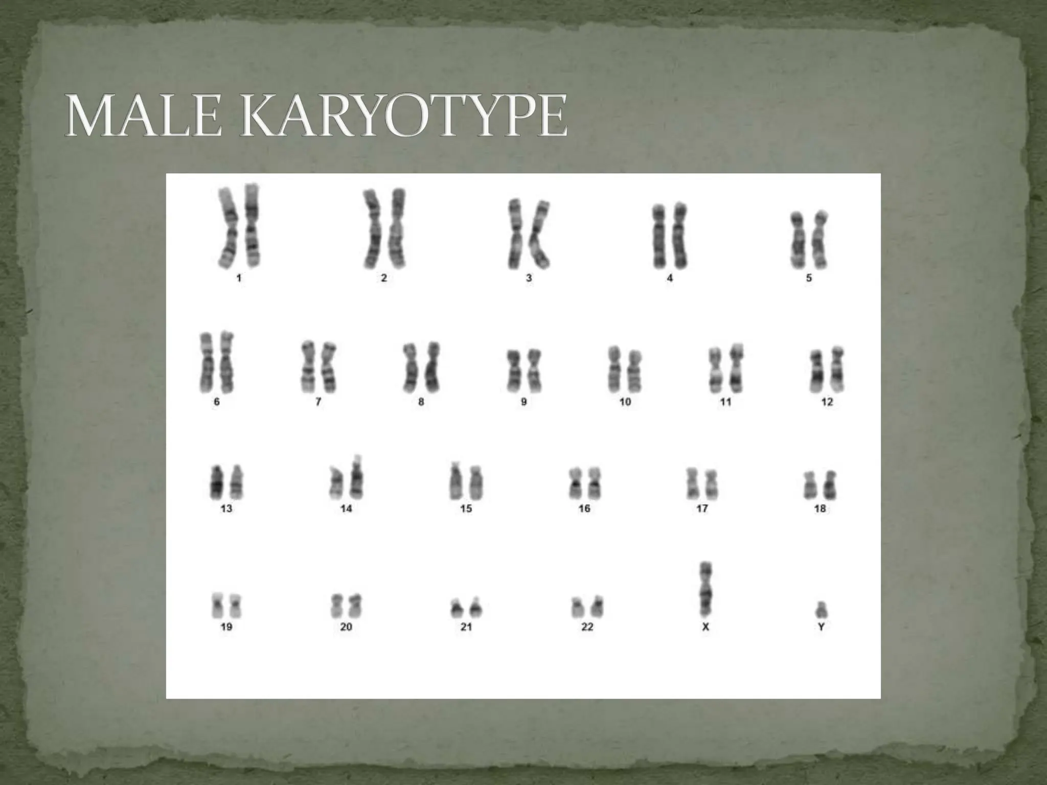 BLOOD KARYOTYPING: WHOLE BLOOD KARYOTYPING PROCESS | PPT