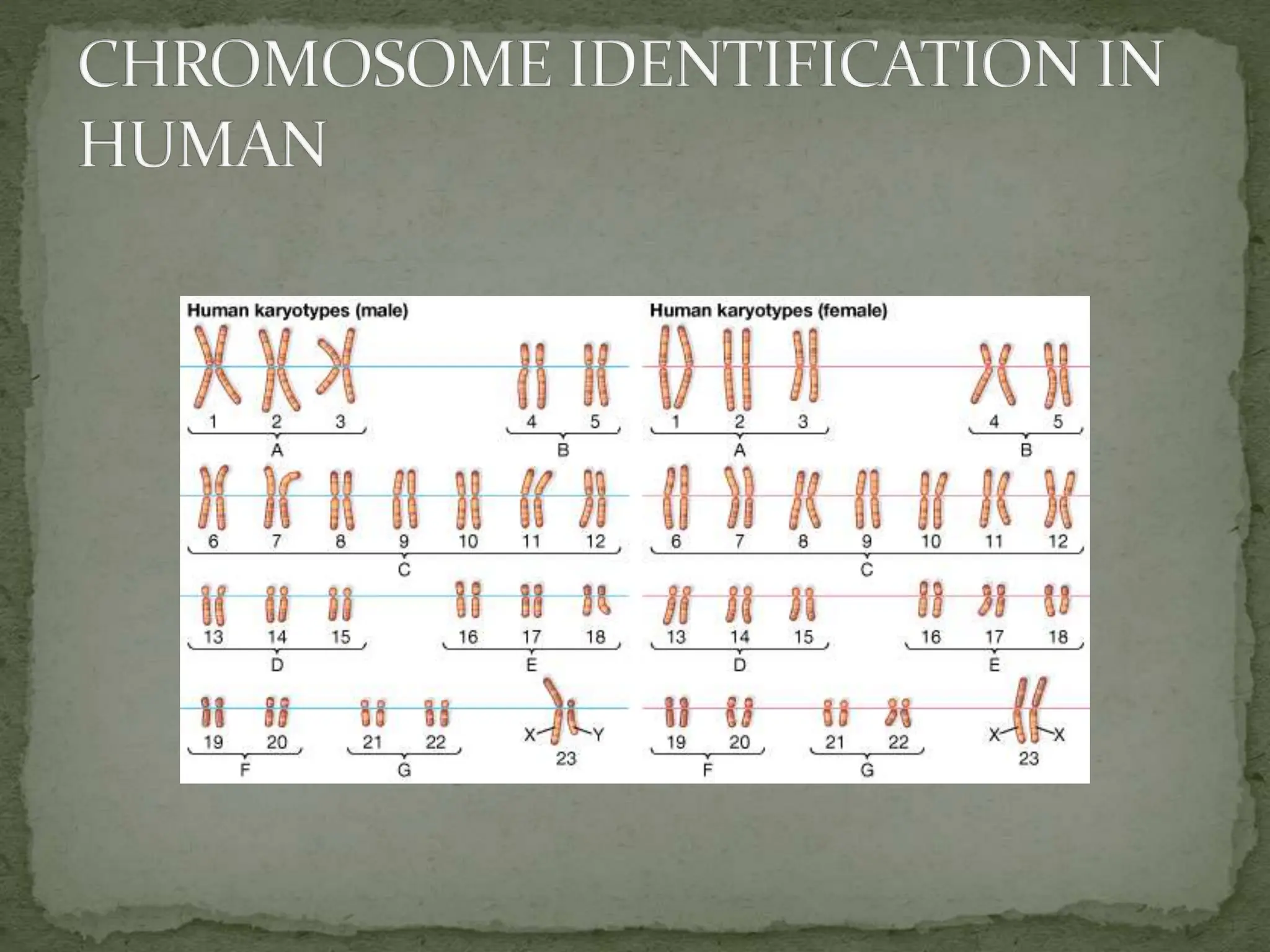BLOOD KARYOTYPING: WHOLE BLOOD KARYOTYPING PROCESS | PPT