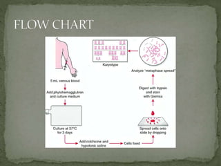 BLOOD KARYOTYPING: WHOLE BLOOD KARYOTYPING PROCESS | PPT