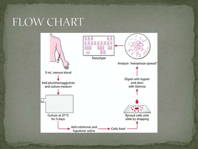 BLOOD KARYOTYPING: WHOLE BLOOD KARYOTYPING PROCESS | PPT