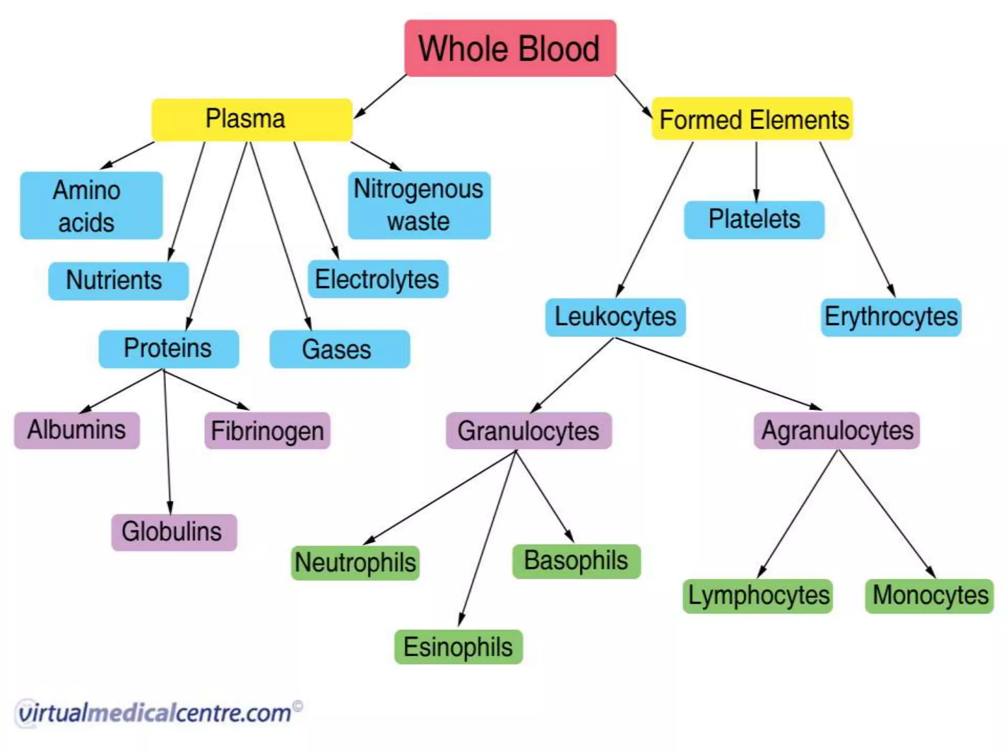 Blood disorders ppt | PPTX | Blood Disorders | Diseases and Conditions