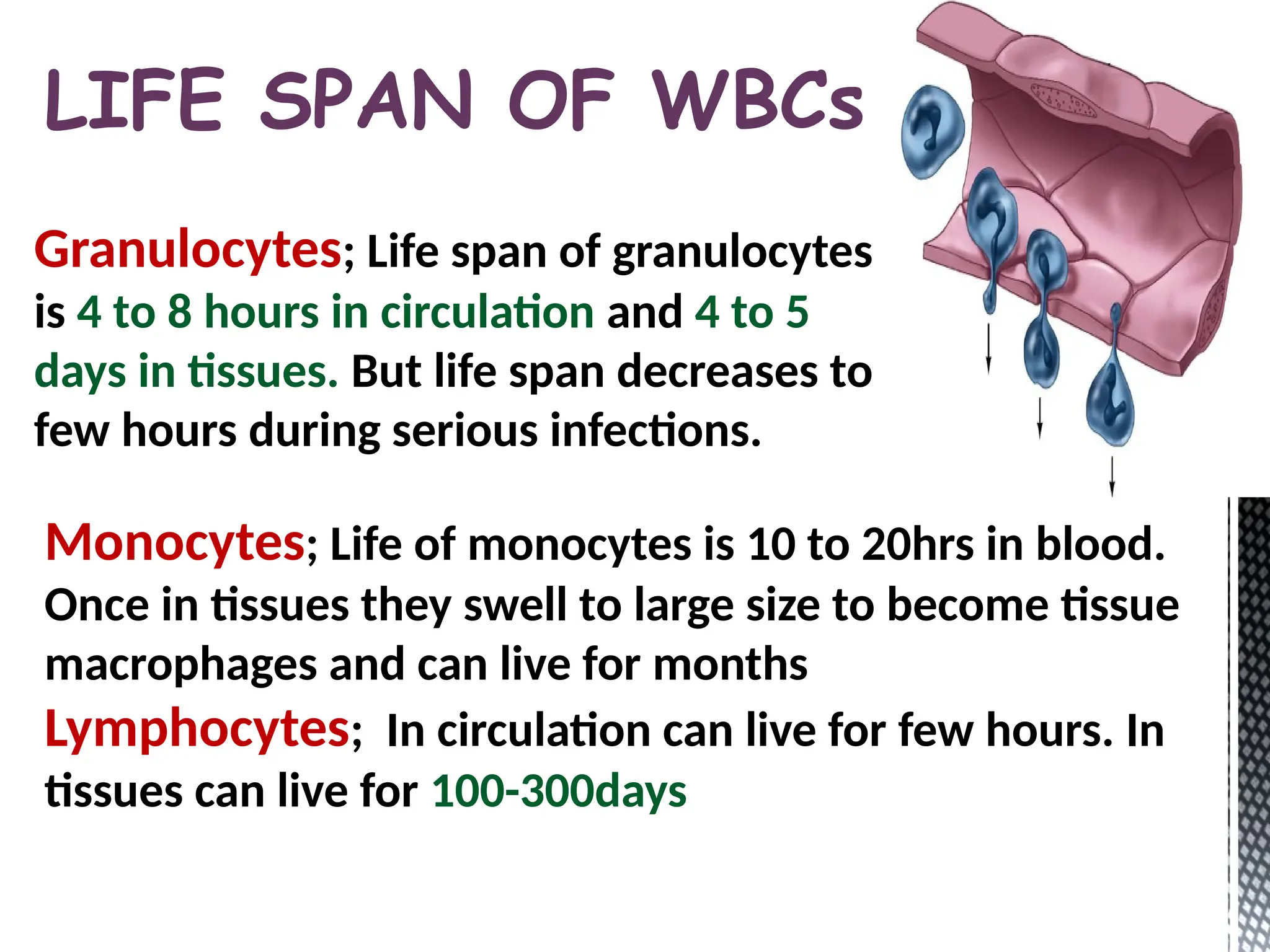 White Blood cells (leukocytes) and their functions. | PPTX