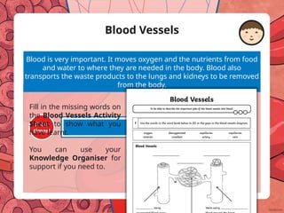 Blood Lesson Presentation.pptxjjjjjjjjjjjjjjj | PPT