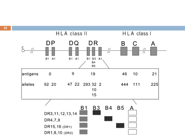 HLA Matching | PPT