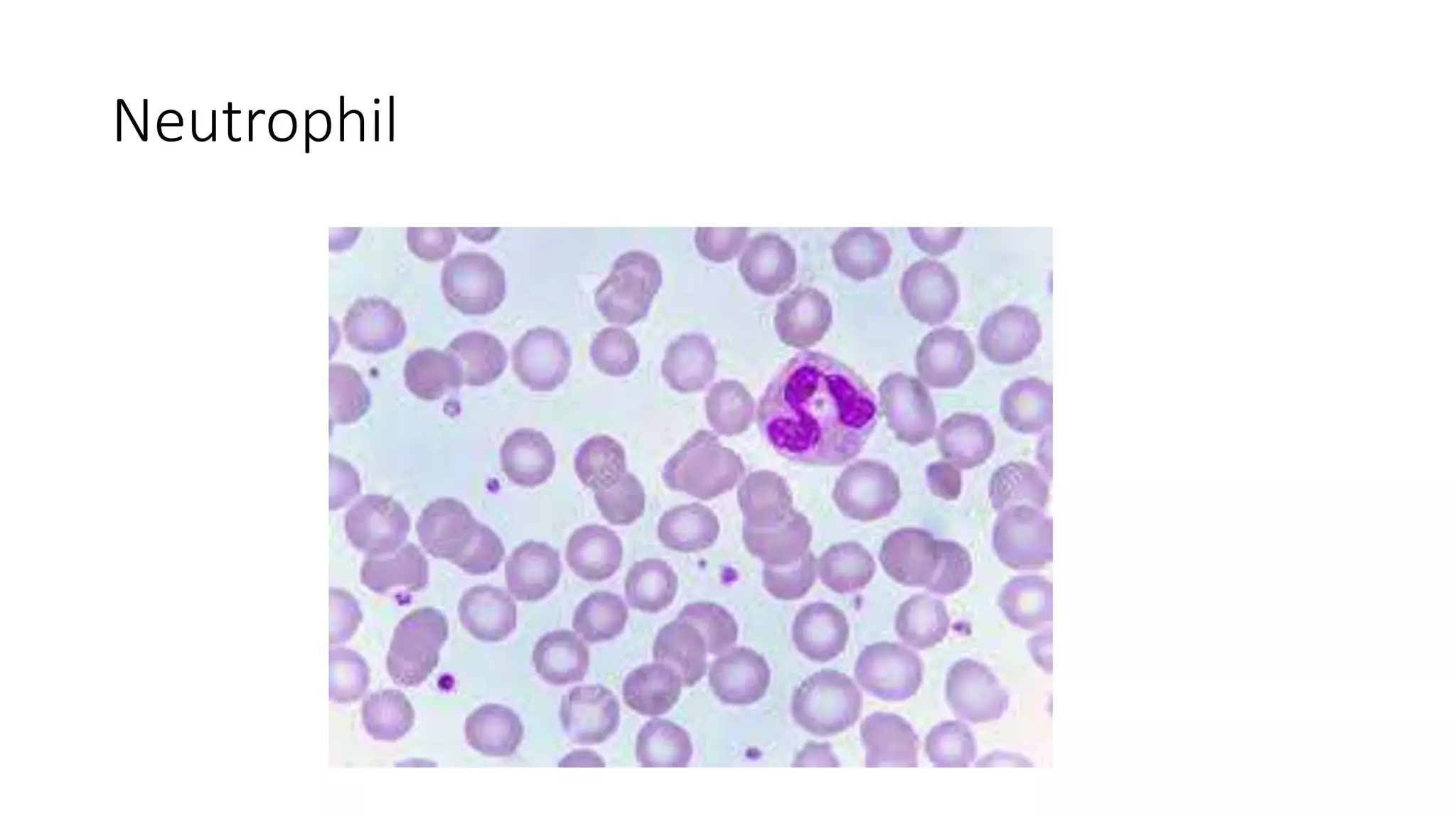 Blood module practicals | PPT