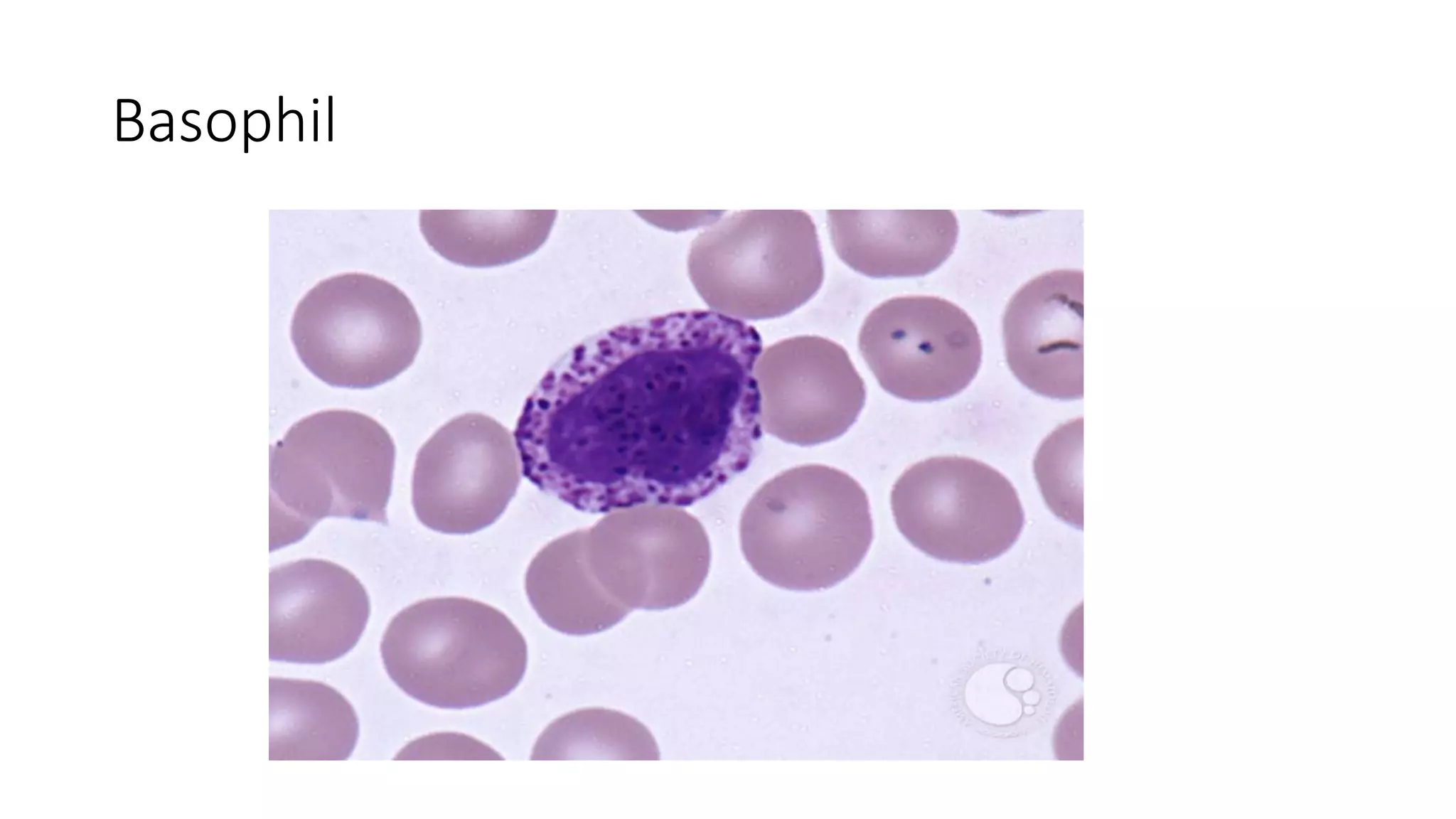 Blood module practicals | PPT