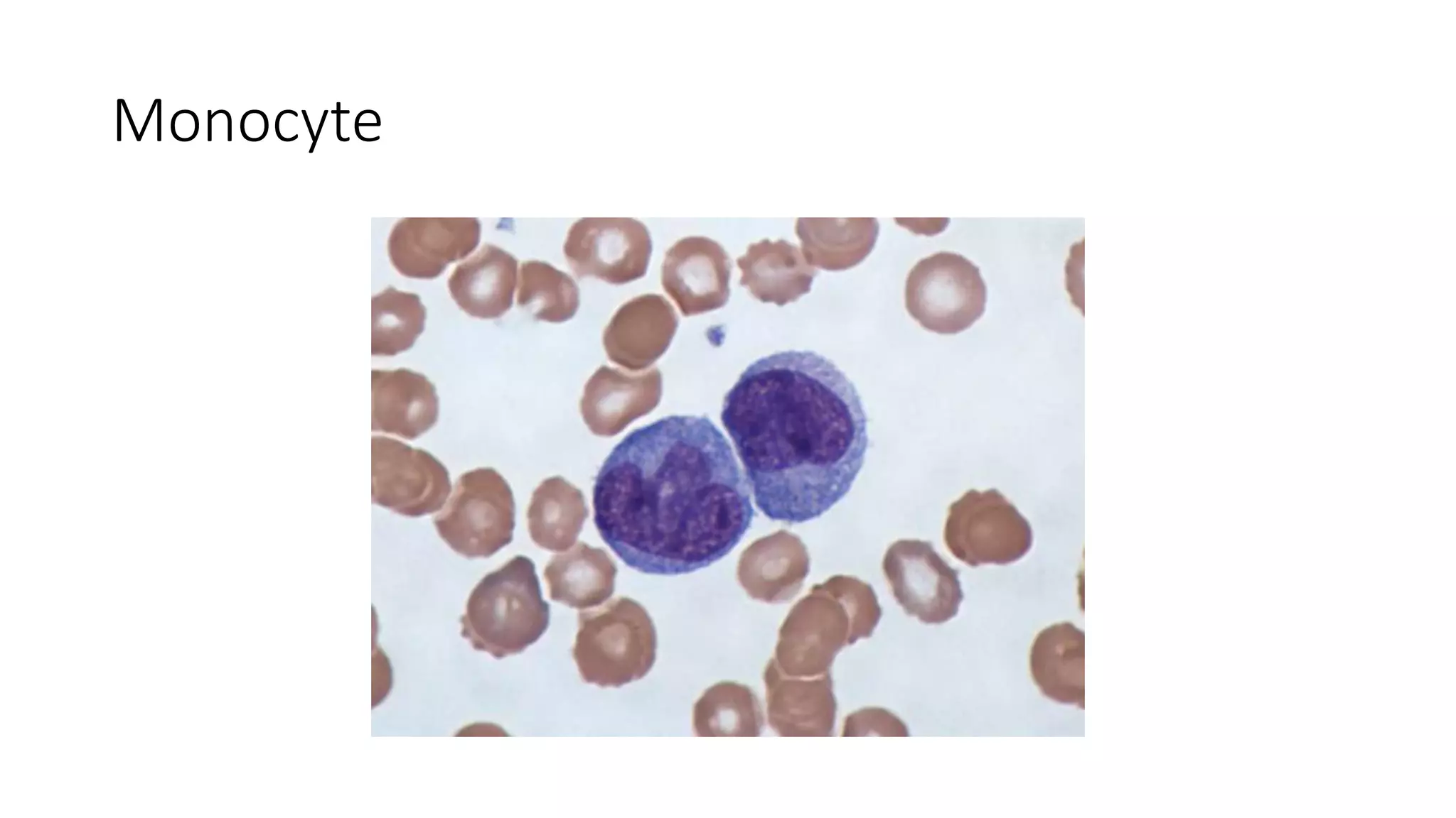 Blood module practicals | PPT