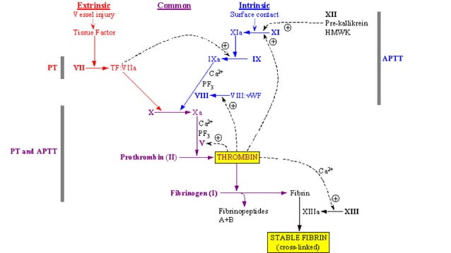 Blood module practicals | PPT