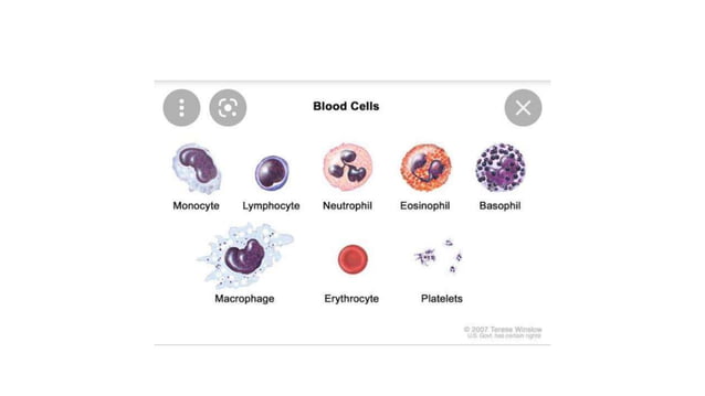 Blood module practicals | PPT