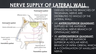 Blood & nerve supply of lateral wall you .pptx