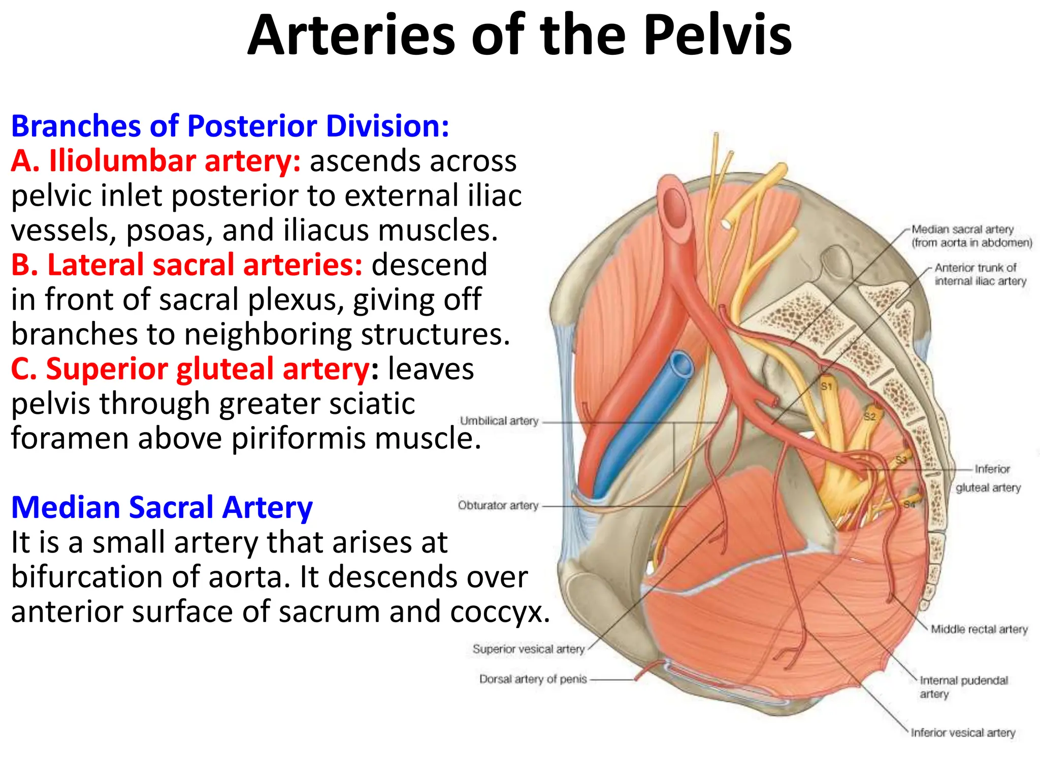 blood and nerve supply of the pelvis 2.pptx