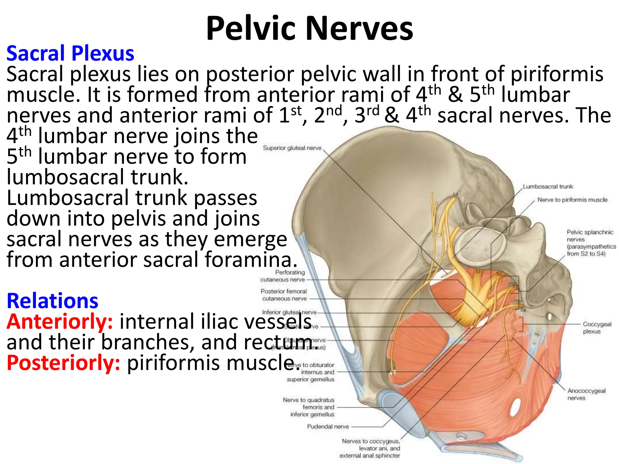 blood and nerve supply of the pelvis 2.pptx