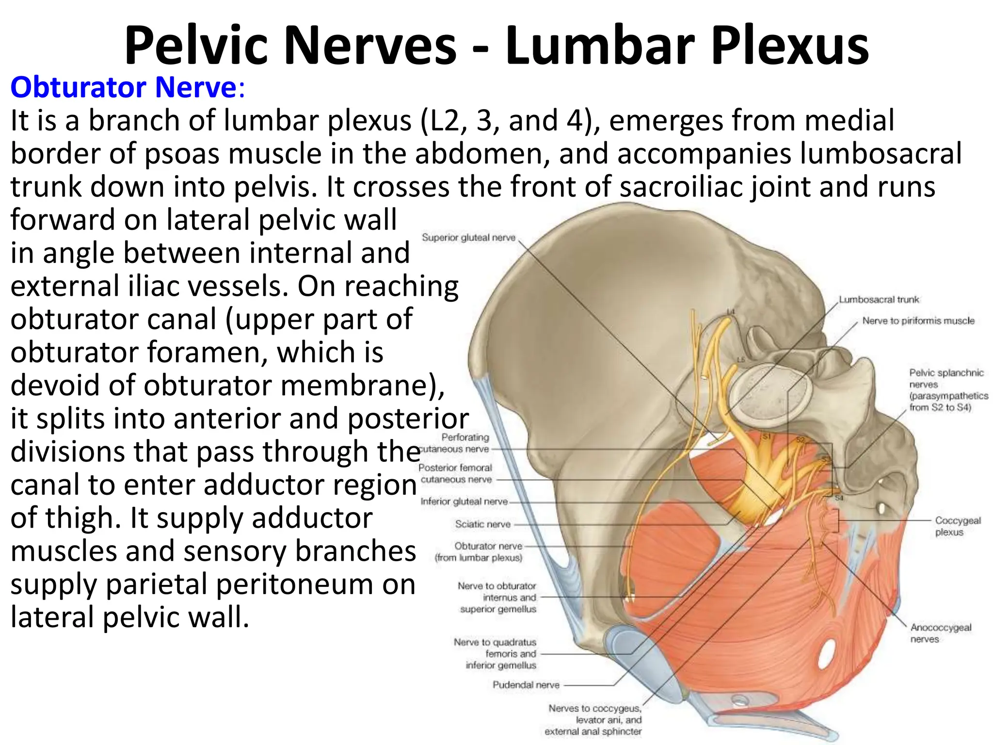 blood and nerve supply of the pelvis 2.pptx