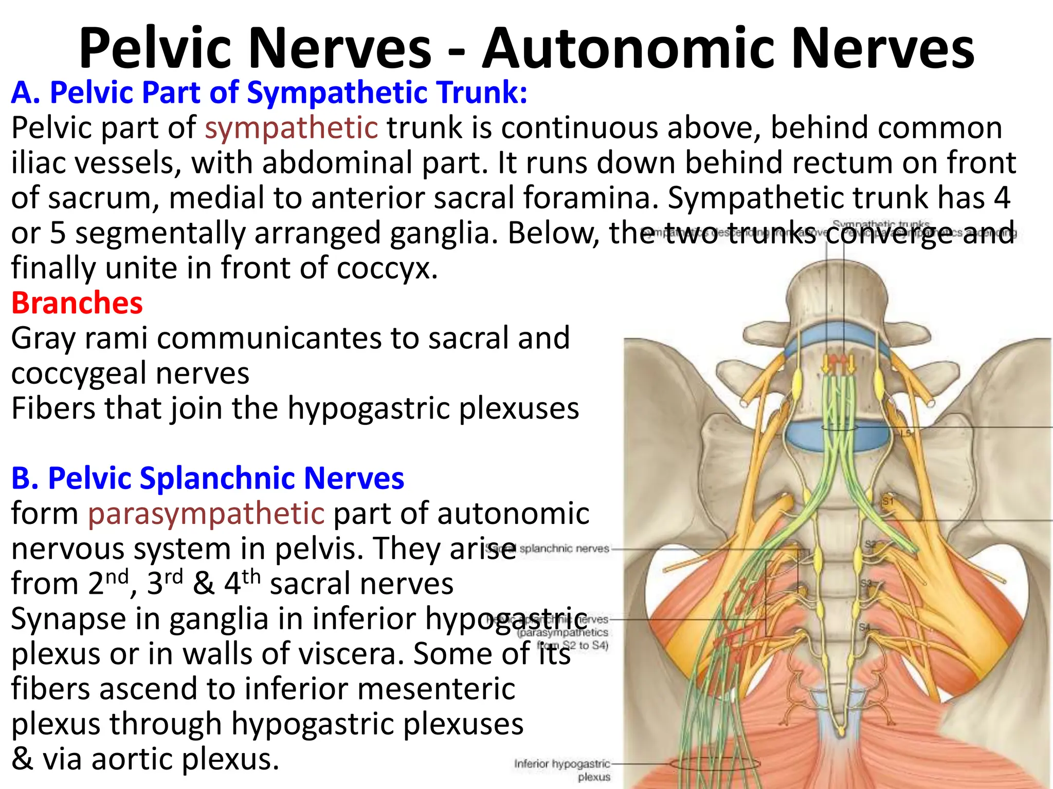 blood and nerve supply of the pelvis 2.pptx