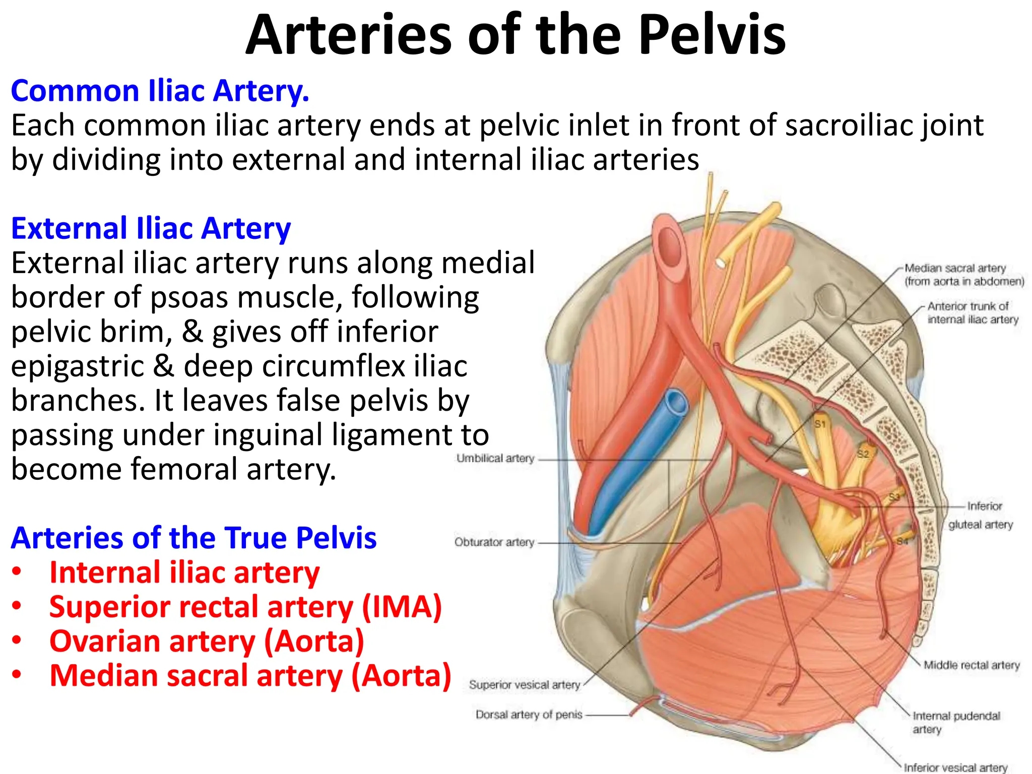 blood and nerve supply of the pelvis 2.pptx