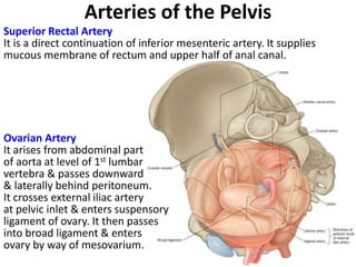 blood and nerve supply of the pelvis 2.pptx