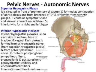 blood and nerve supply of the pelvis 2.pptx