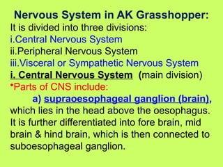 Blood & Nervous system (1..................).pptx