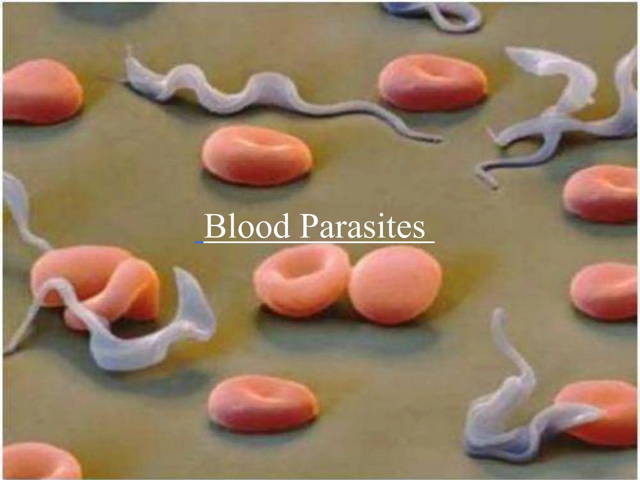 Blood parasites (1).ppt parasitology zoology | PPT
